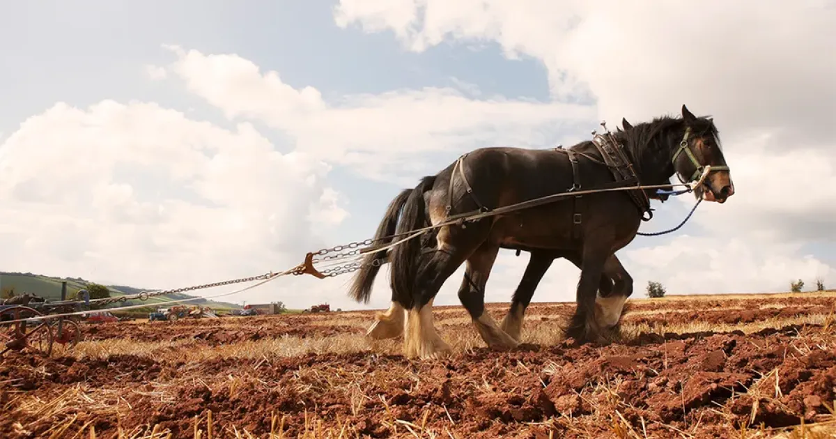 Un cal putere nu este egal cu puterea unui cal - DailyDriven