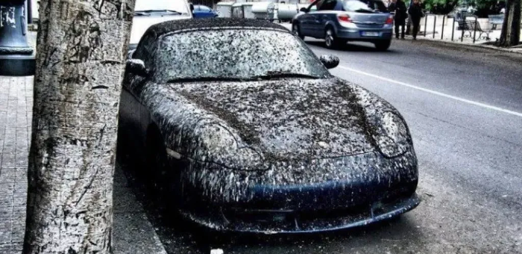 Cum afectează excrementele de păsări vopseaua mașinii și ce trebuie să ...